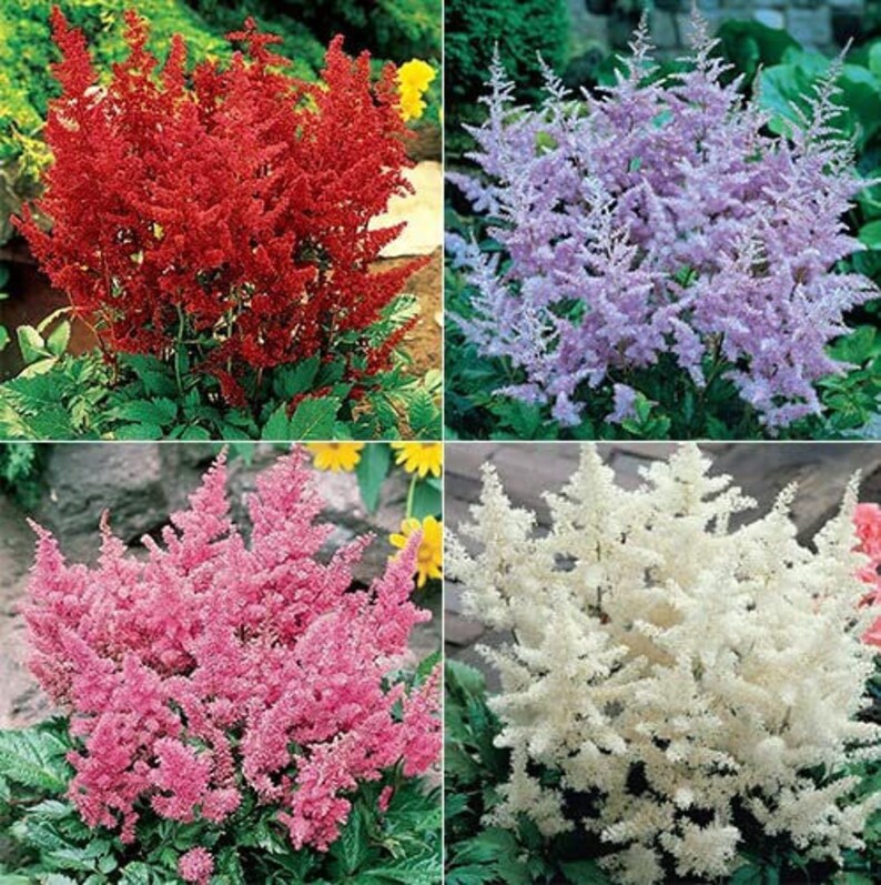 Votaniki Astilbe Mix Bulbs - Astilbe Plants Mixed Colors | Perennial ...