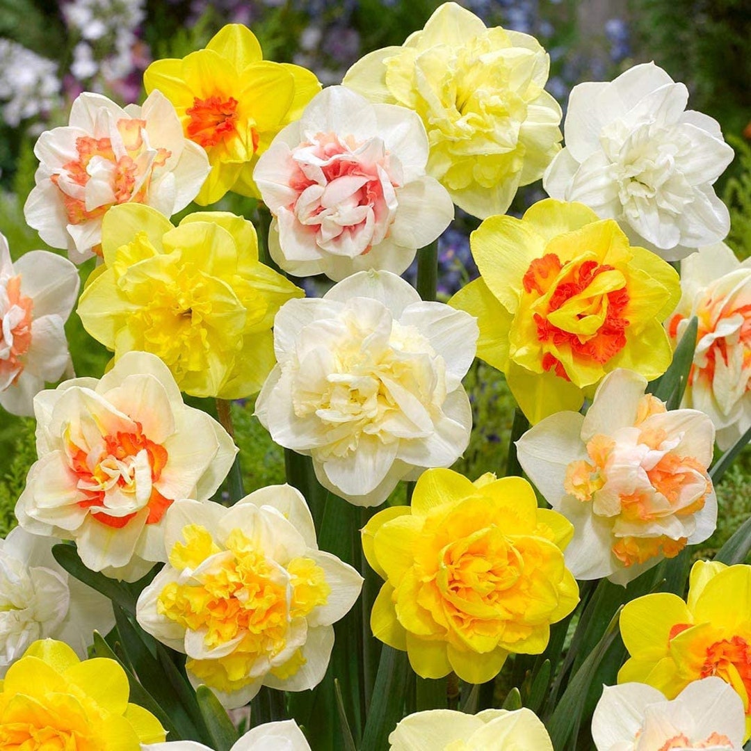 20 Bulbs Double Petals Daffodil Mix Bulbs Top Size Flower Bulbs Double ...