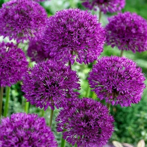Purple Sensation Allium 20 Bulbs - Deer Resistant and Easy to Grow - Etsy