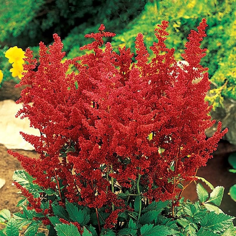 Votaniki Astilbe Mix Roots- Astilbe Mixed Colors | Perennial Astilbe ...