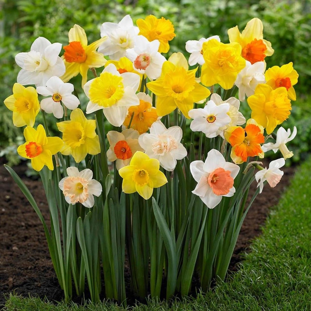 Votaniki Daffodil Fragrant Mix - Long Lasting Beauty, Perennial ...