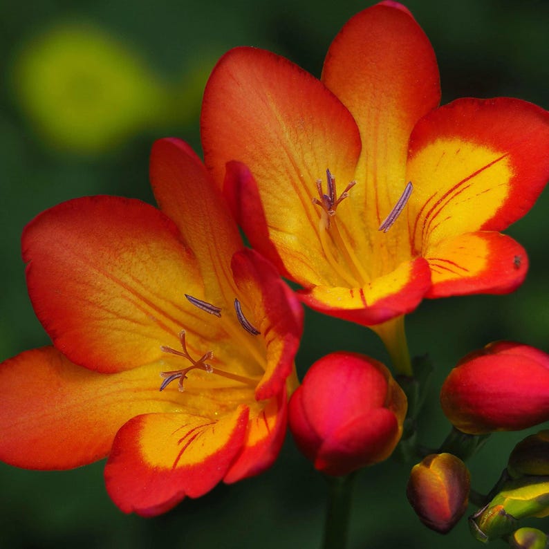 Votaniki Single Red Freesia Bulbs - Fragrant, Long Lasting Blooms ...