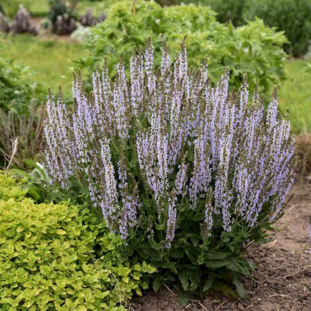 Votaniki Salvia Nemorosa ‘perfect Profusion’ (sage) 1 Size Root for ...