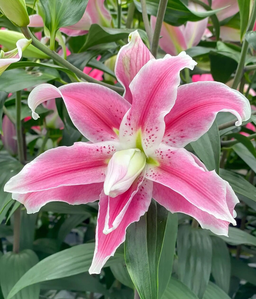 Votaniki Double Lily Sweet Rosy Perennial & Fragrant Flowers, Oriental ...