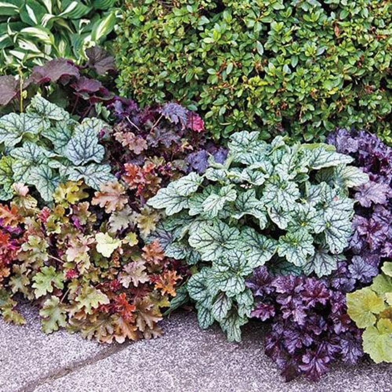 Votaniki Heuchera Mix Bare Root - Heuchera Palace Purple, Melting Fire ...