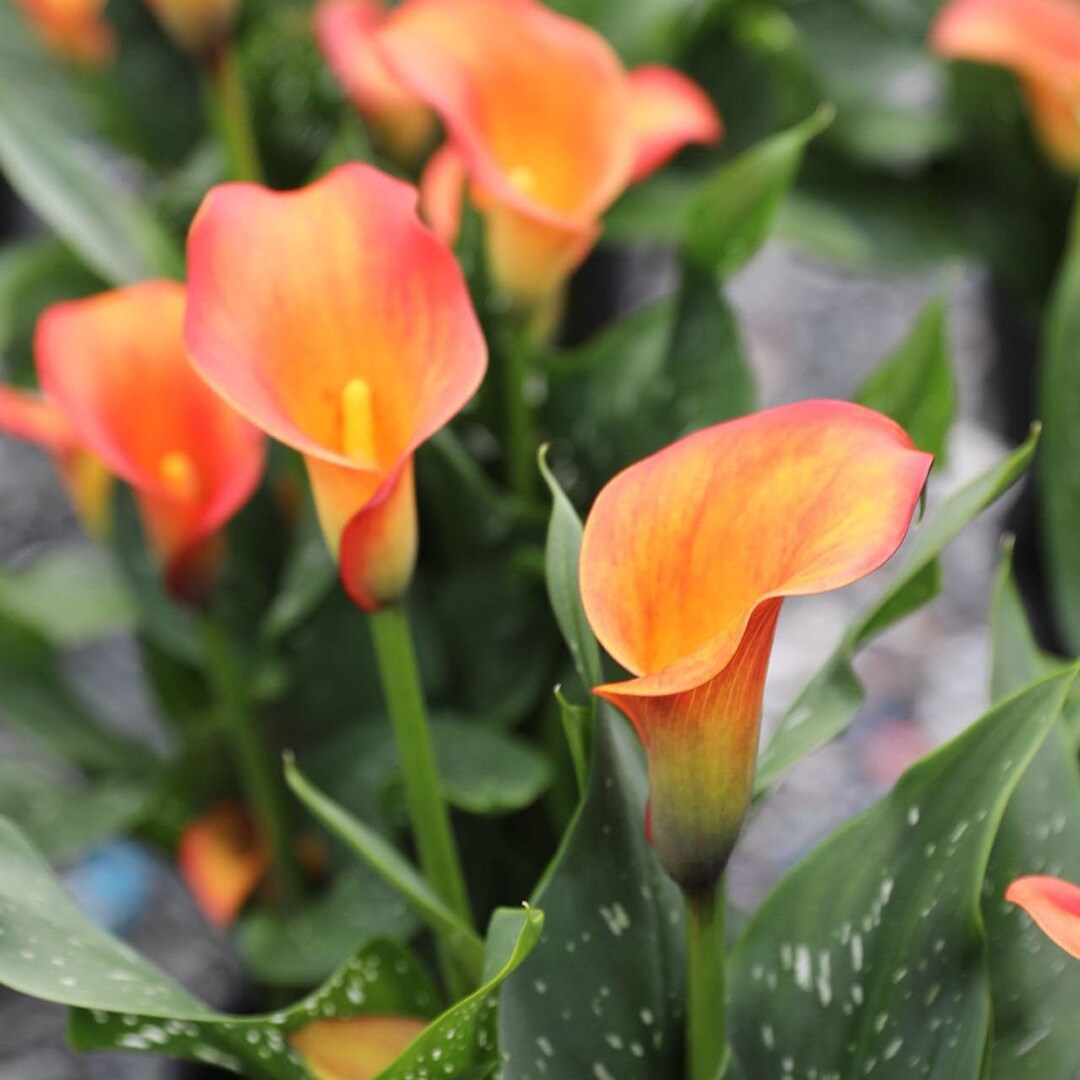 Votaniki Calla Lily Morning Sun Attracts Bees, Attracts Pollinators ...