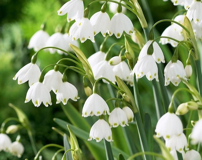 12 Bulbs Leucojum Aestivum -summer Snowflake(pack of 12 Large Bulbs ...