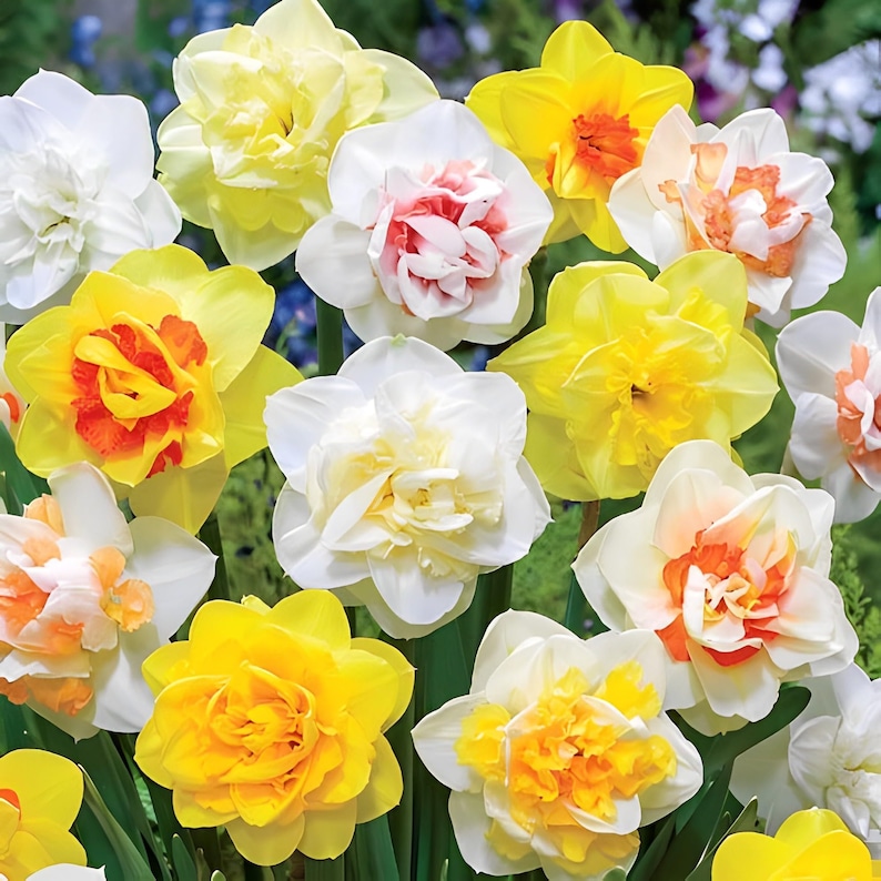 Votaniki Daffodil All Spring Mixed Bulbs Perennial & Versatile Daffodil ...