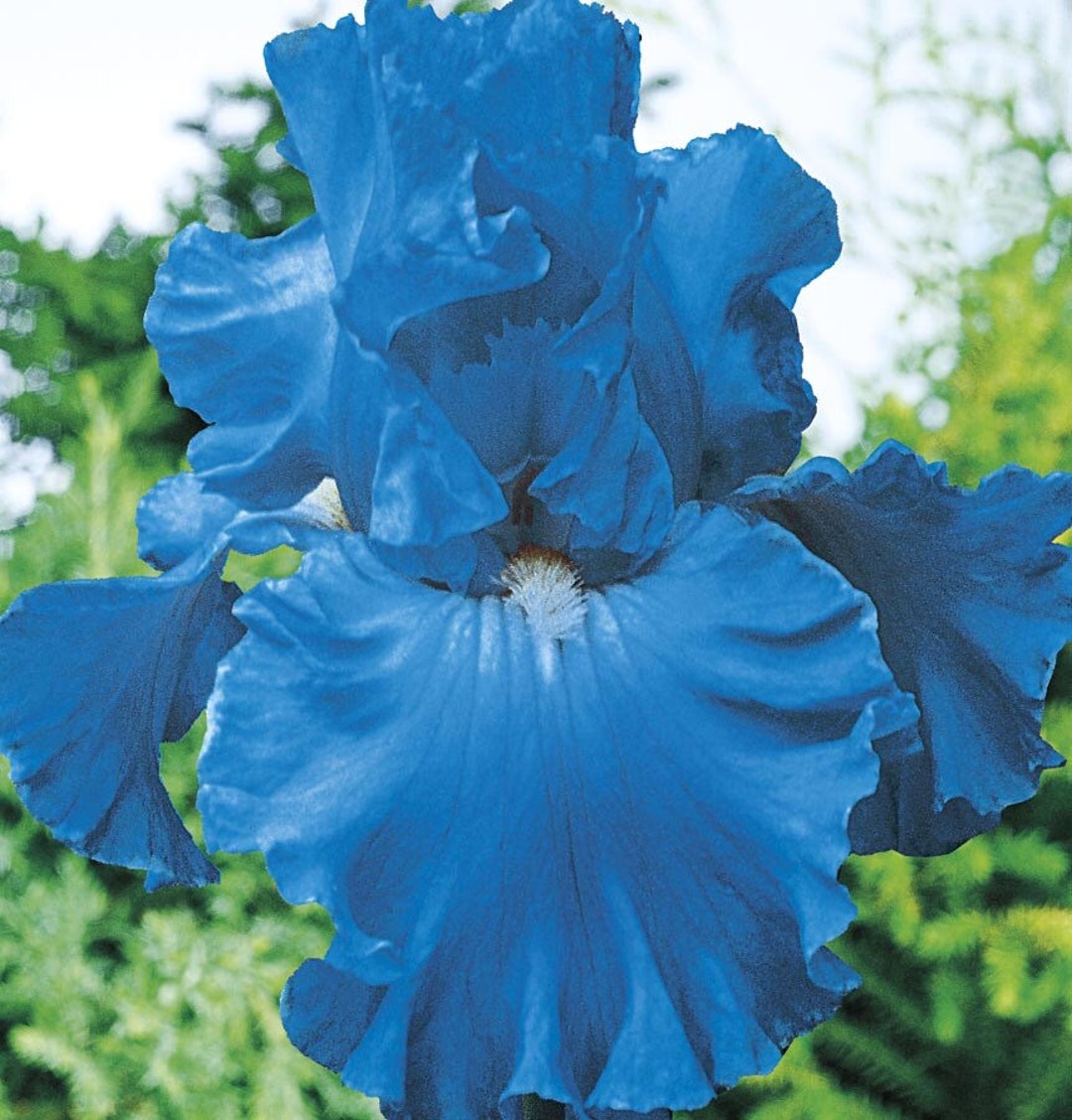 Full Tide Blue Bearded Iris Rhizome Blue Bearded Iris Bulb Large ...