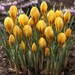 Votanikii Dorothy Crocus Chrysanthus Bulbs - Bright Yellow Blooms for ...
