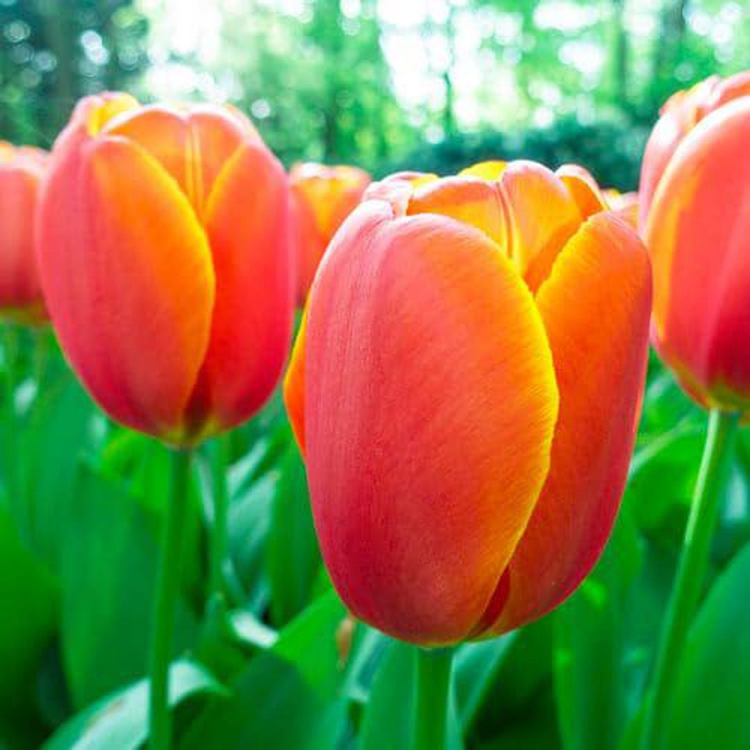 Votaniki Darwin Hybrid Tulip Triple A - Large & Long Lasting Blooms ...