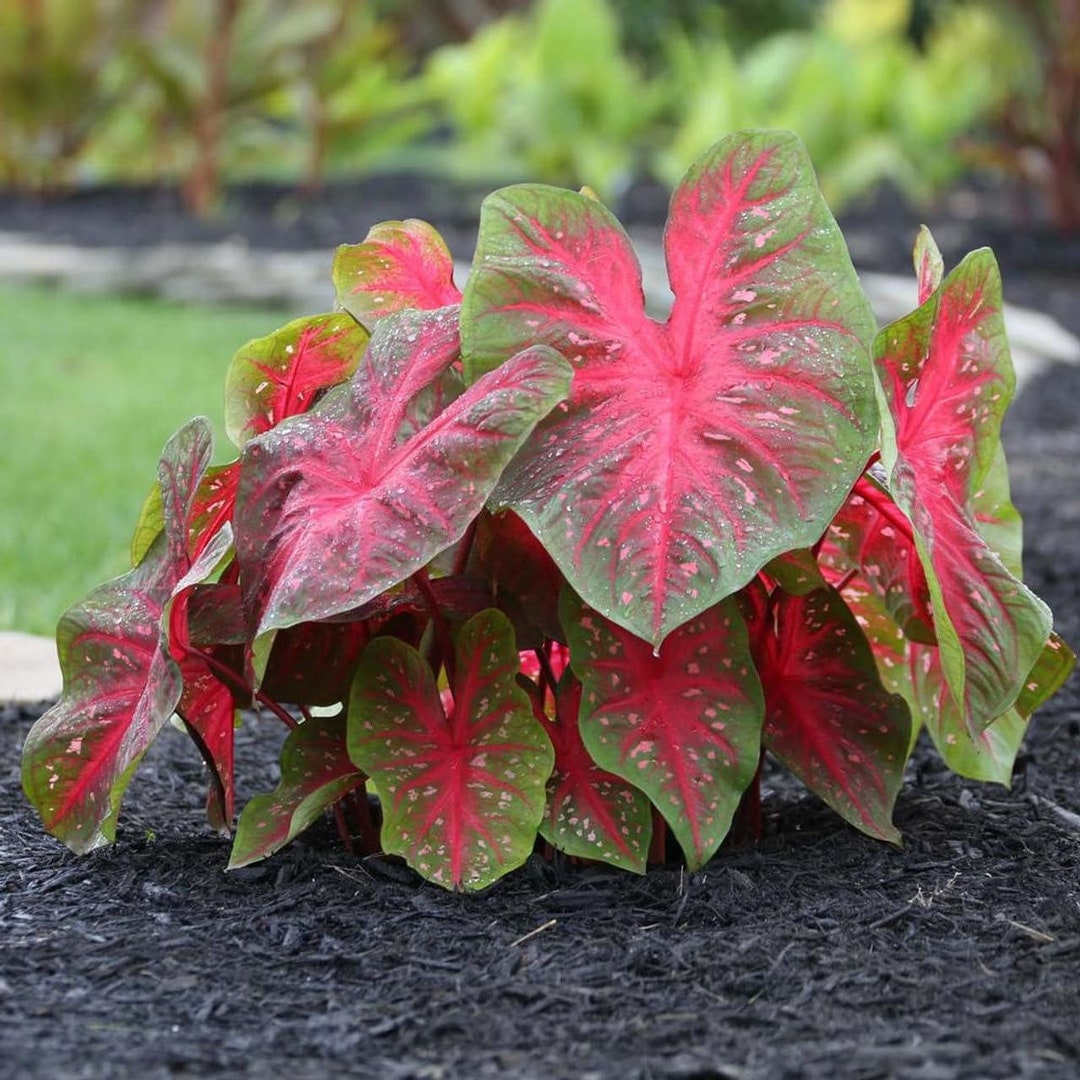 Votaniki Red Flash Caladium Perennial Plants, Caladium Fancy Red Flash ...