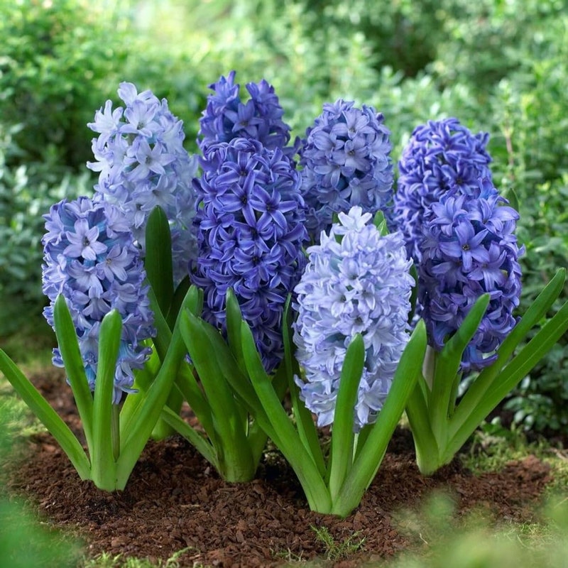 Hyacinth Blue - Etsy