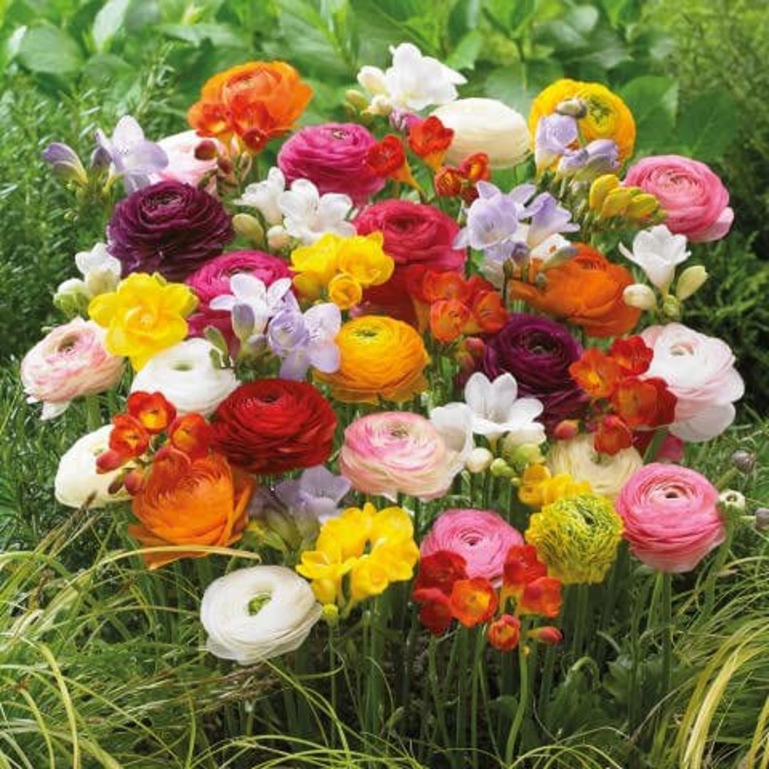 Votaniki Grand Freesia and Ranunculus Flower Bulbs - Set of 22 ...