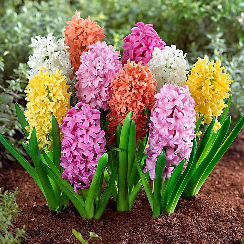 Votaniki Hyacinth Mixed Bulbs - Perennial and Fragrant, Mix Hyacinths ...