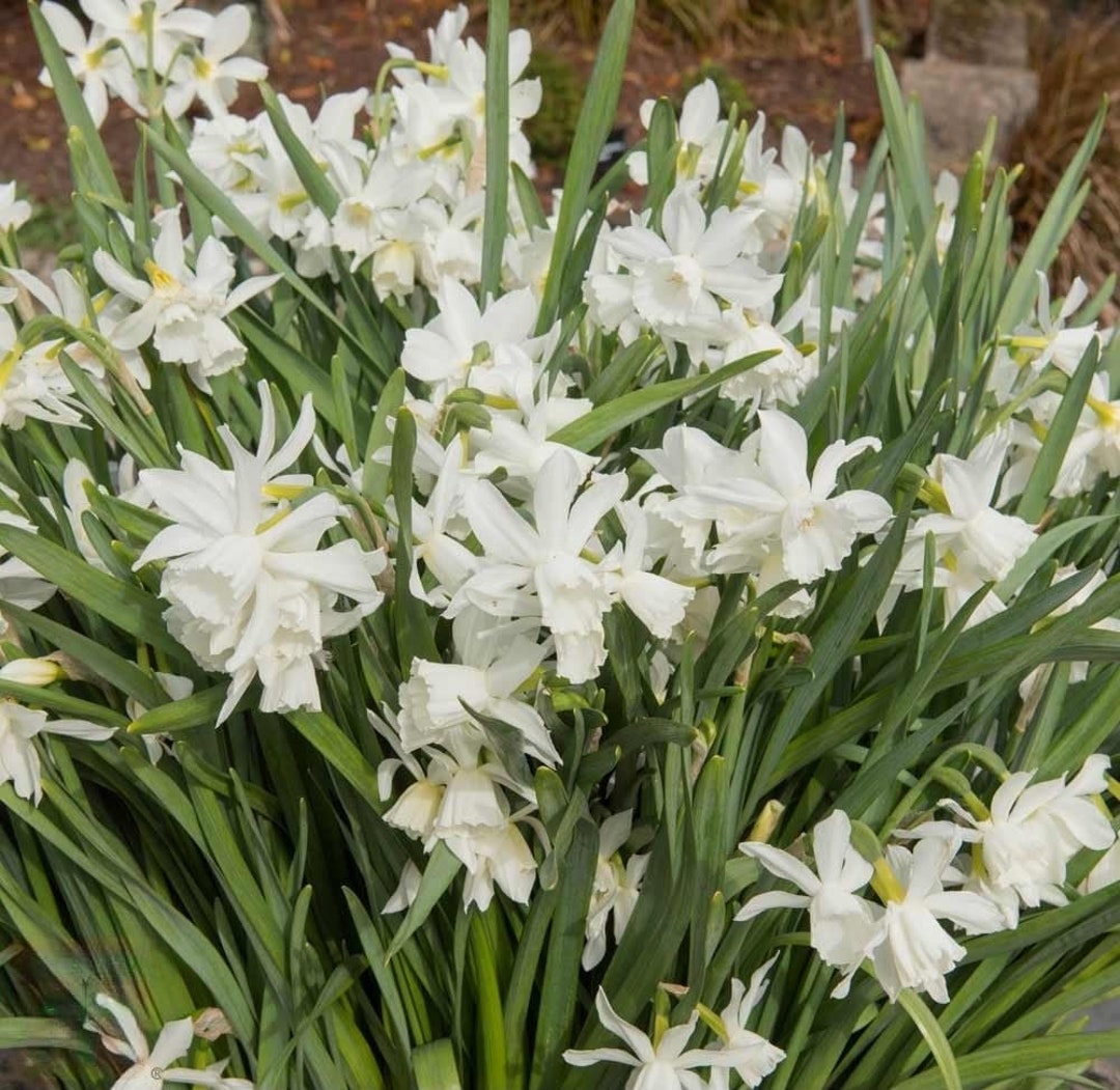 Votaniki Thalia Narcissus Perennial Daffodil thailia Narcissus Bulbs ...
