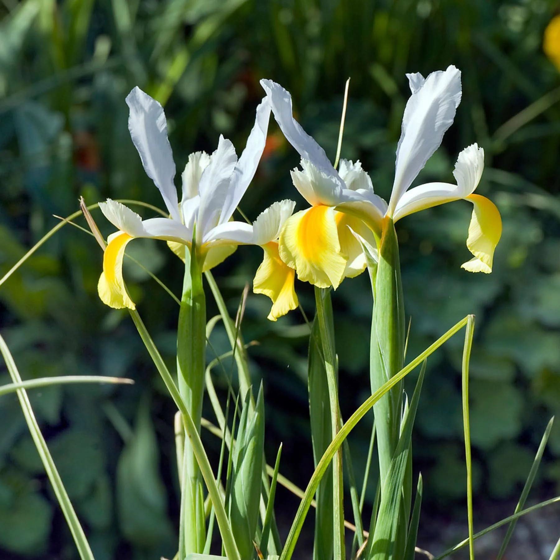 Votaniki Iris Hollandica 'apollo' (dutch Iris) Bulbs - Hardy Perennial ...