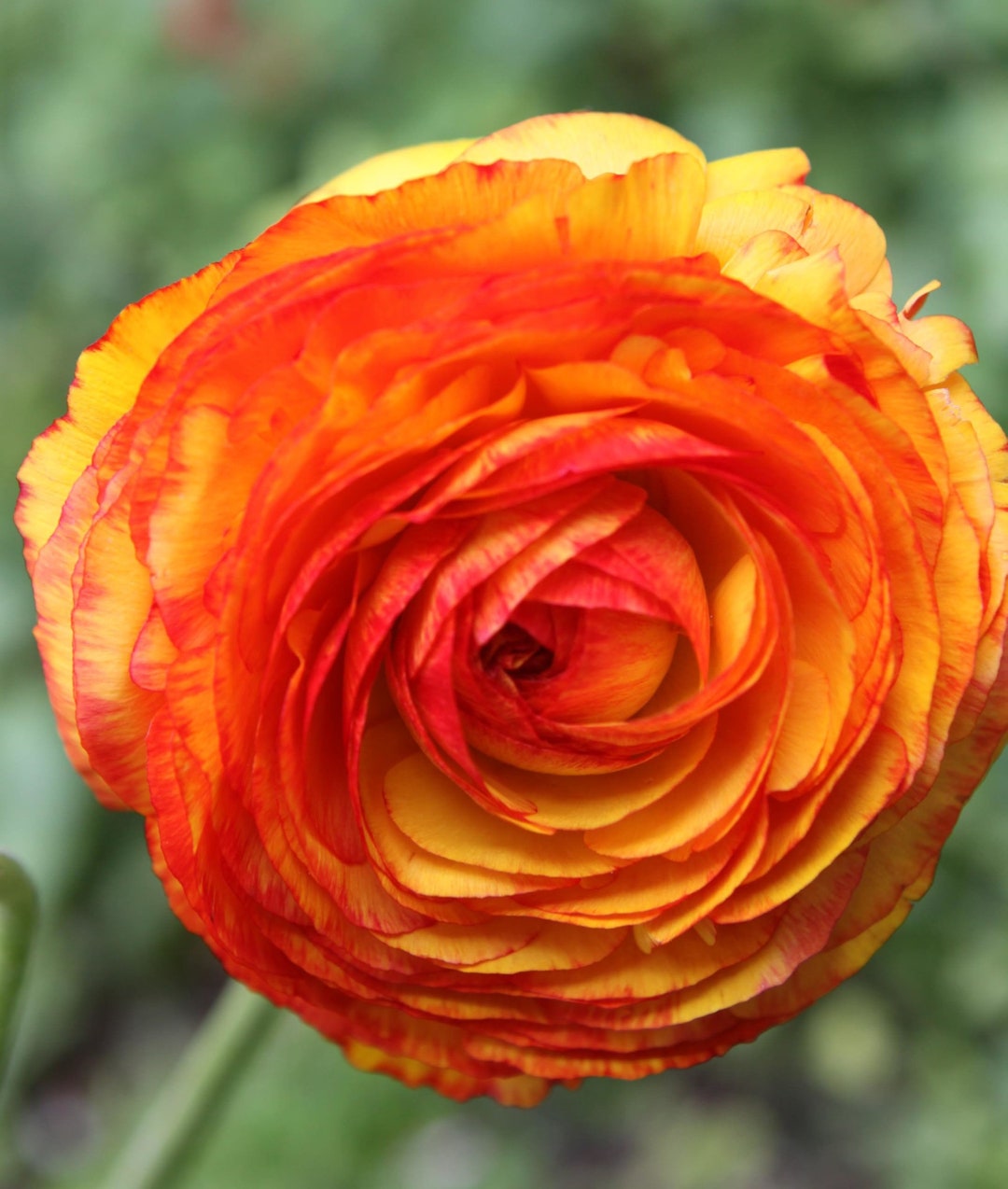 Votaniki Picotee Orange Ranunculus - Perennial (persian Buttercup ...