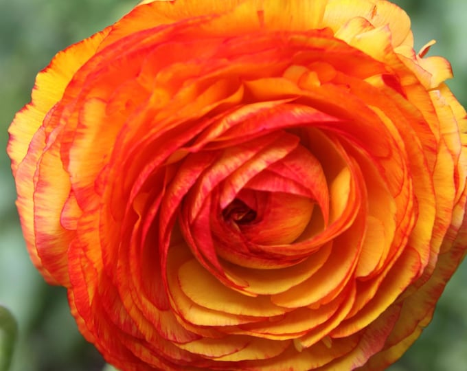 Votanikii Dorothy Crocus Chrysanthus Bulbs - Bright Yellow Blooms for ...