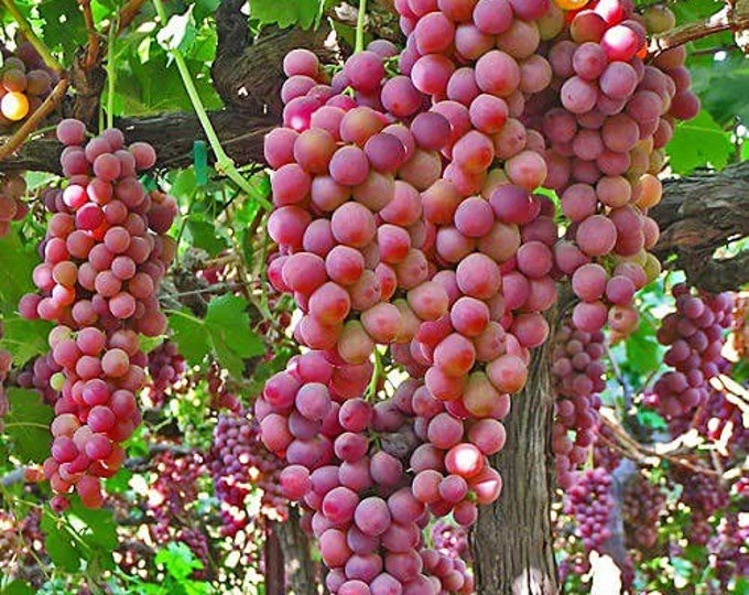 Suffolk Red Live Potted Seedless Grape Plant 1-2 Years Old - Etsy