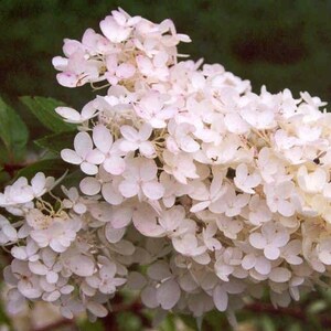 1 Gallon Pee Gee Hydrangea Bare Root Tree - Hydrangeas/live Plants ...