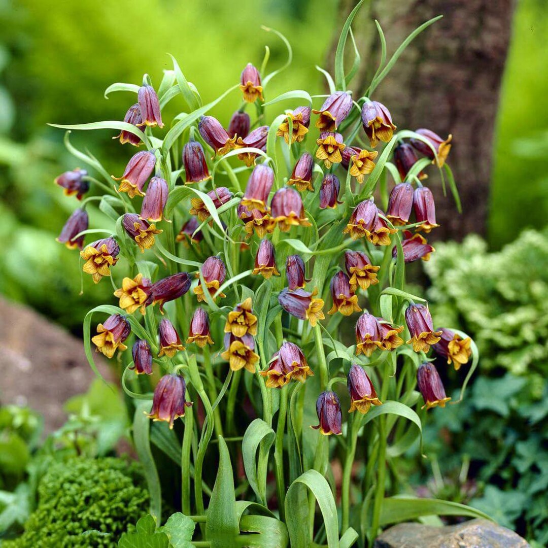 Votanikii Fritillaria Uva-vulpis (fox’s Grape Fritillary) Bulbs - Hardy ...