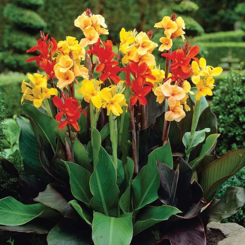 Canna Bulbs - Etsy