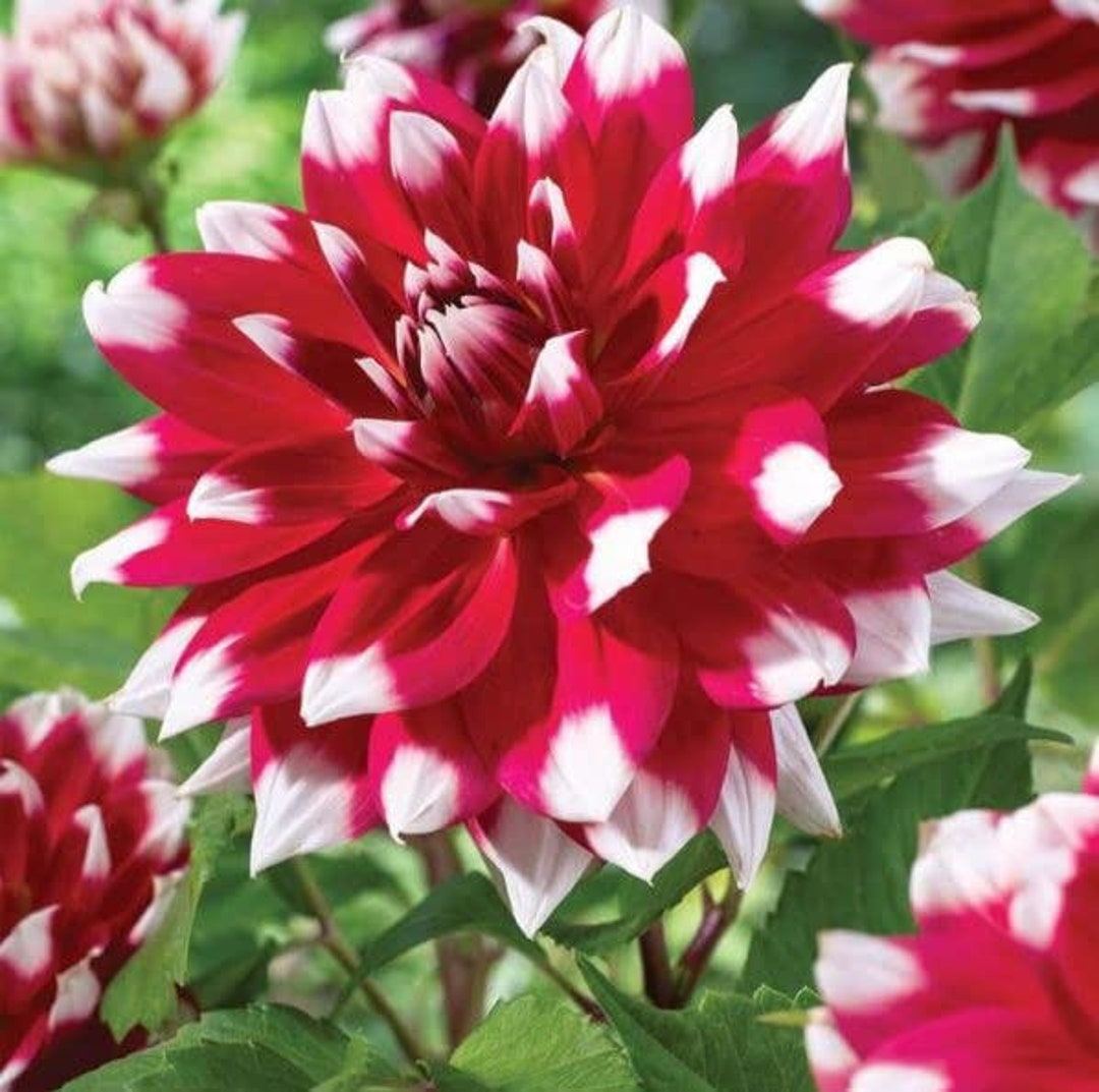 Red Empire Decorative Dahlia Bulbs Large, Fluffy Blooms for a Stunning ...