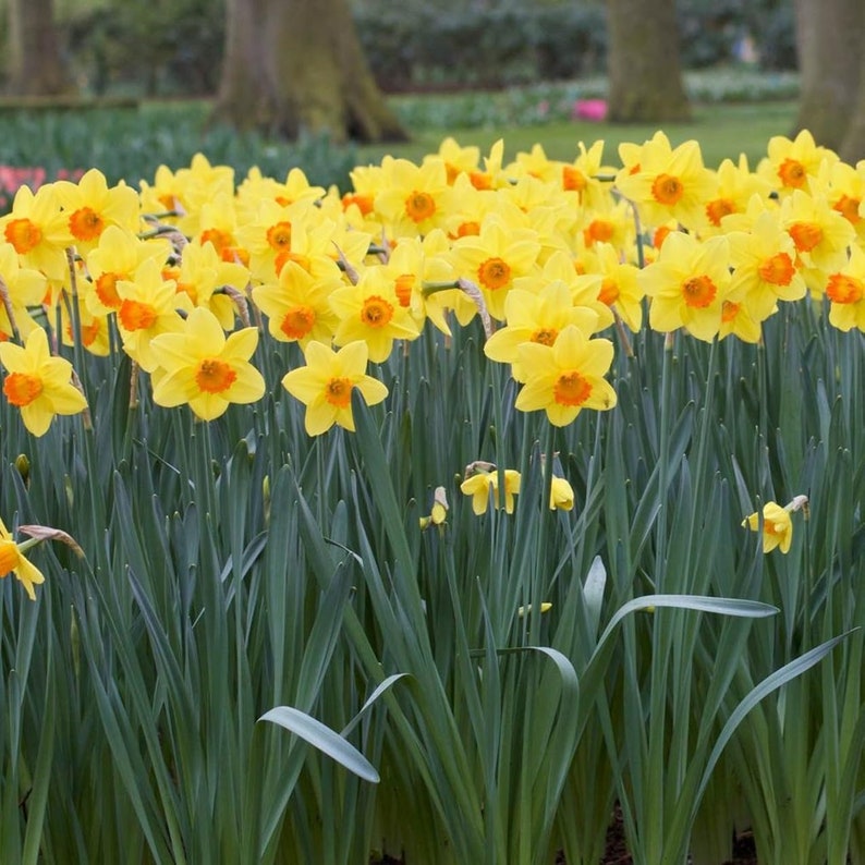 Votaniki Red Devon Daffodil - Fragrant Blooms, Perennial Daffodil Bulbs ...