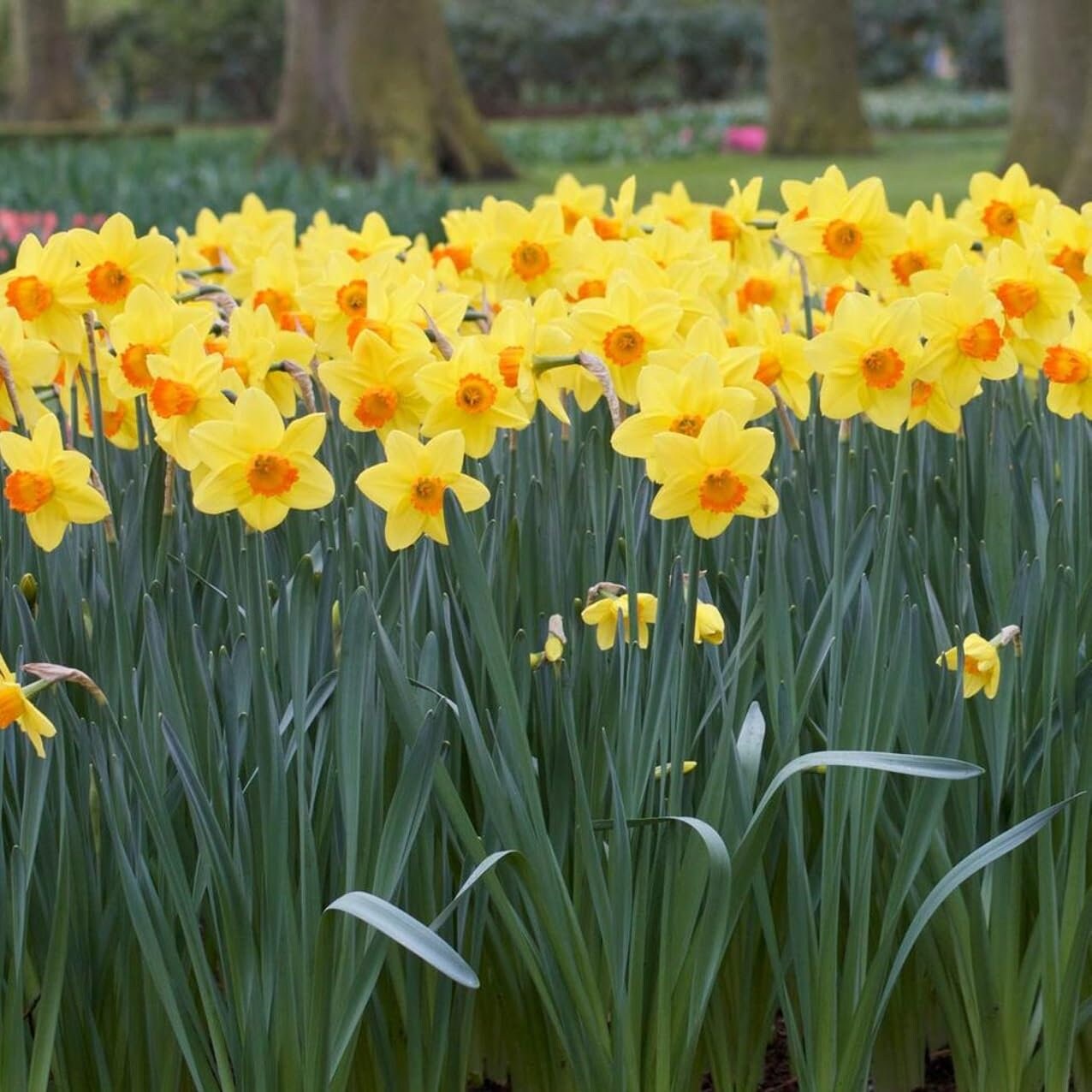 Votaniki Red Devon Daffodil - Fragrant Blooms, Perennial Daffodil Bulbs ...