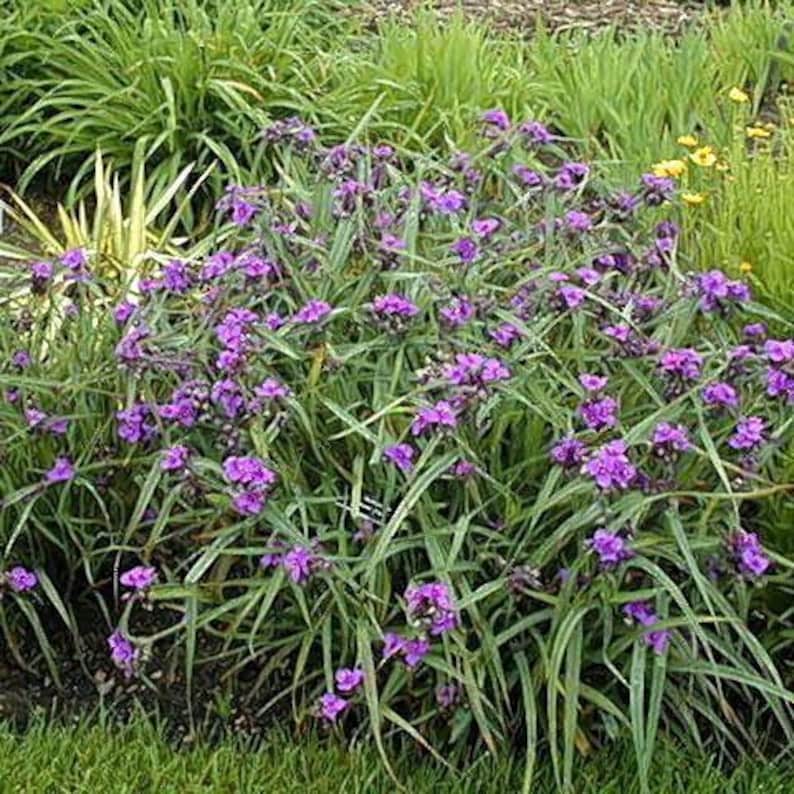 Votaniki Tradescantia Concord Grape - Perennial Wildflowers Concord ...
