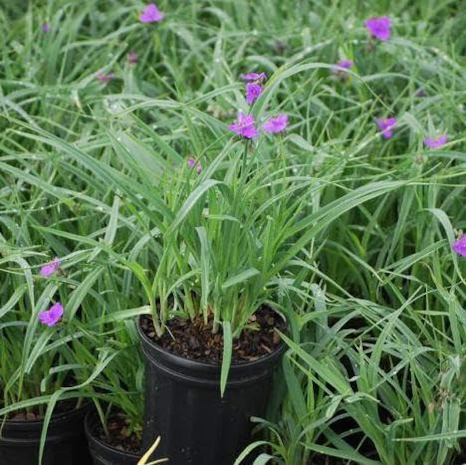 Votaniki Tradescantia Concord Grape - Perennial Wildflowers Concord ...