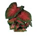 Votaniki John Peed Caladium Perennial Caladium Bulbs for Planting, Red ...