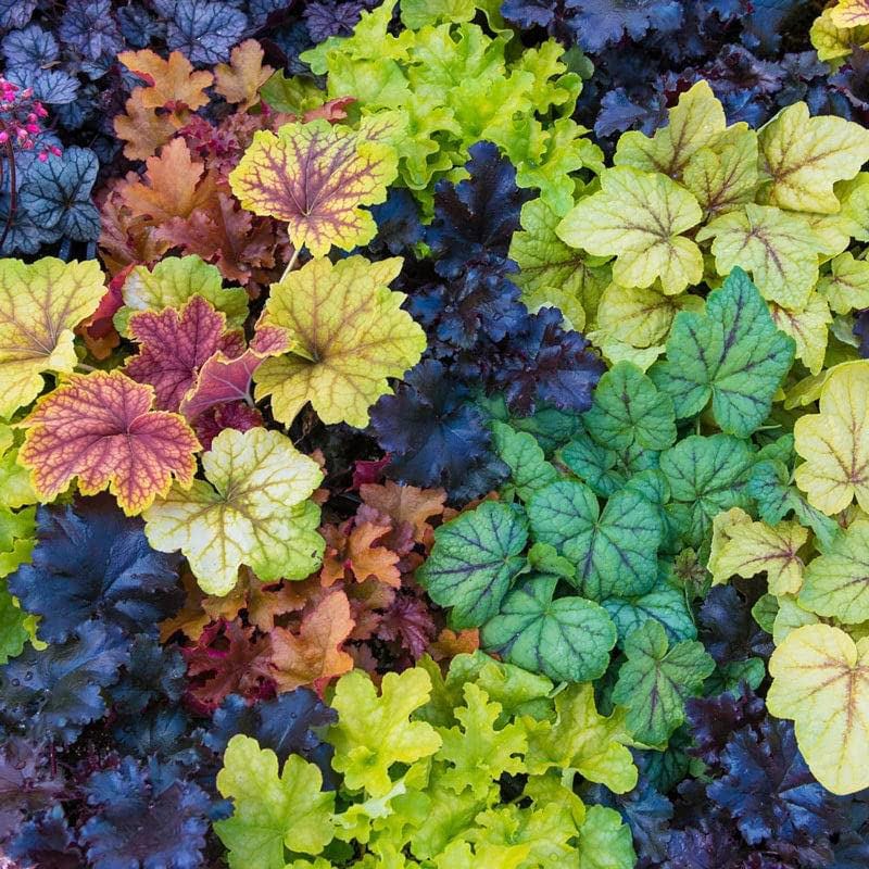 Heuchera Plant - Etsy