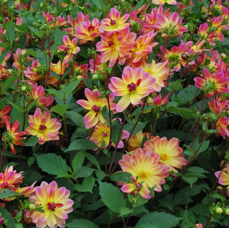 Votaniki Pacific Ocean Dahlia Roots- Beautiful Flowering Dahlia Bulbs ...
