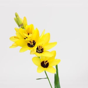 Votaniki African Corn Lily Mix Bulbs Long Blooming and Easy to Grow ...