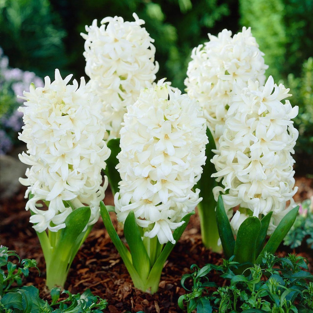 Votaniki White Pearl Hyacinth Bulbs - Hyacinthus Orientalis 'white ...