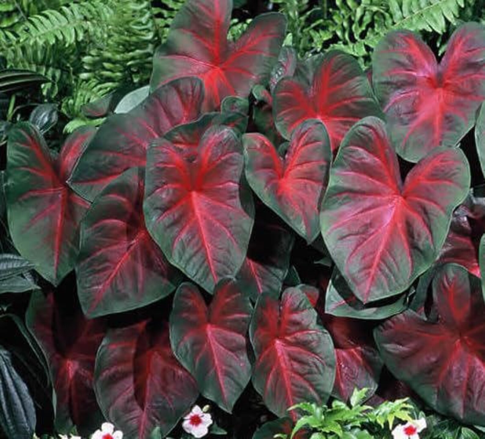 Votaniki John Peed Caladium Perennial Caladium Bulbs for Planting, Red ...