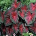 Votaniki John Peed Caladium Perennial Caladium Bulbs for Planting, Red ...