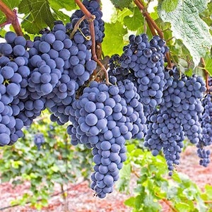 Votaniki Mars Seedless Grape Bare Root - Perennial Grape, Hardy and ...
