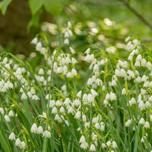 Votaniki Leucojum Aestivum (summer Snowflake) Bulbs - Large Flower ...