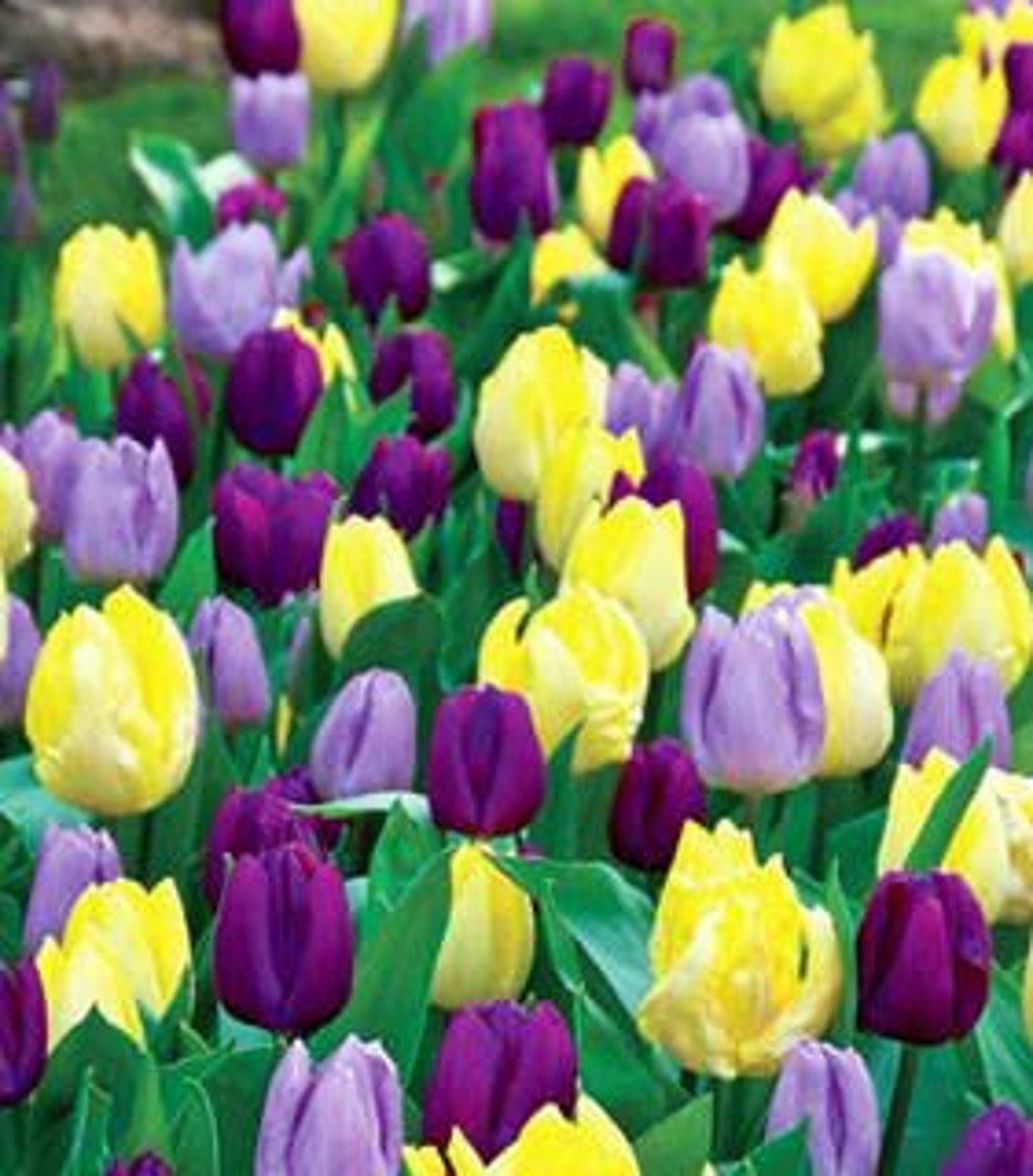 Passion Fruit Mix Tulip Bulbs Top Size Tulips Large Tulipa Bulbs - Etsy