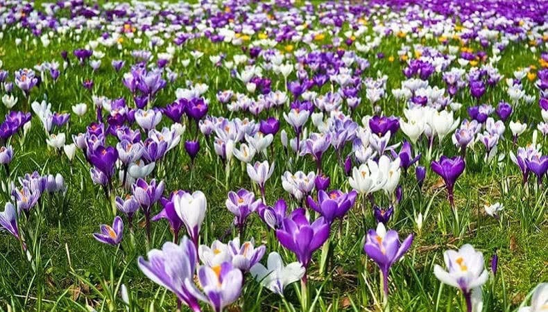 Blue Moon Crocus Mix 22 Large Pre-chilled Bulbs for Springs Blooms - Etsy