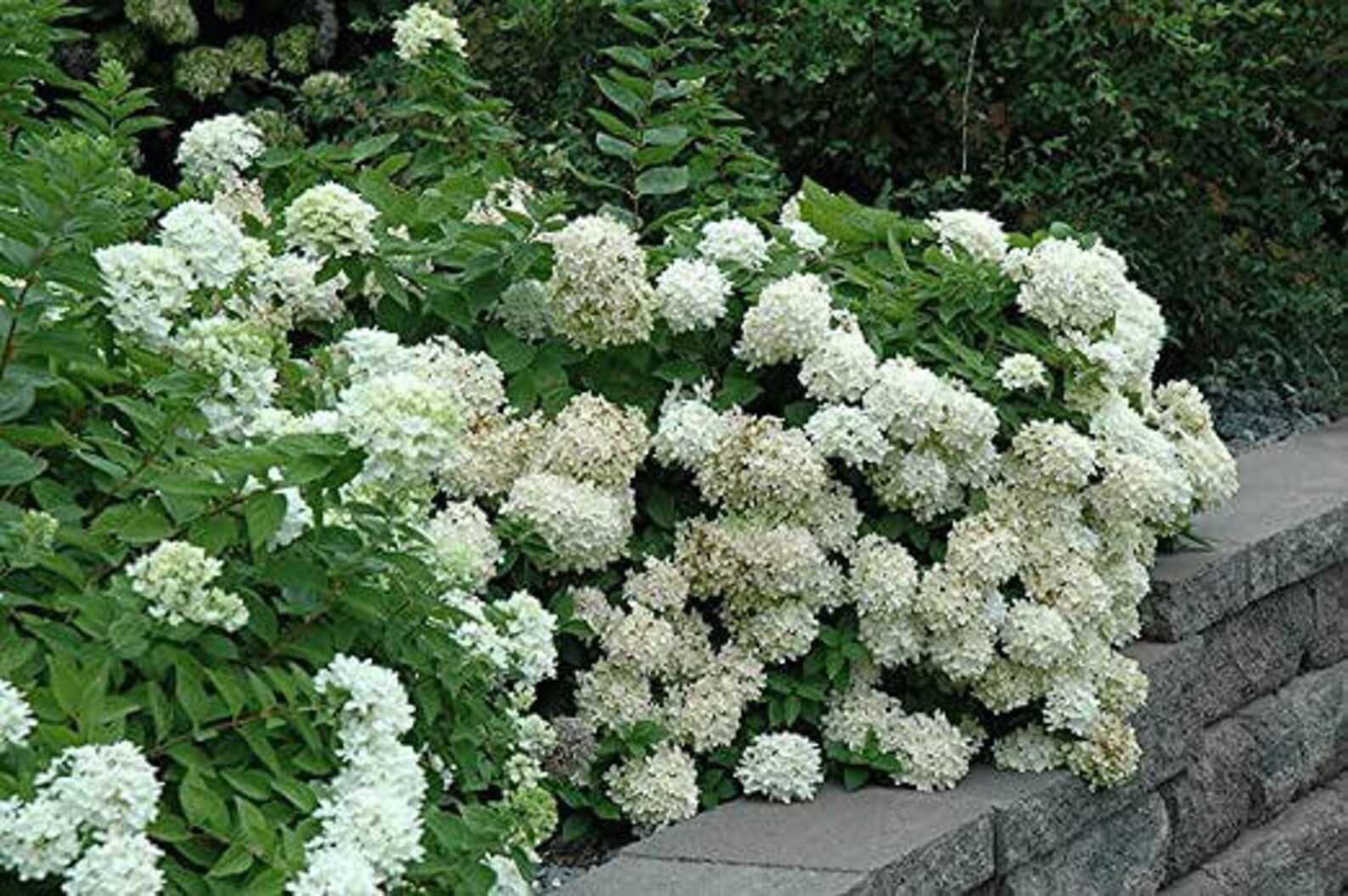 1 Gallon Pee Gee Hydrangea Bare Root Tree - Hydrangeas/live Plants ...