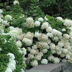 1 Gallon Pee Gee Hydrangea Bare Root Tree - Hydrangeas/live Plants ...