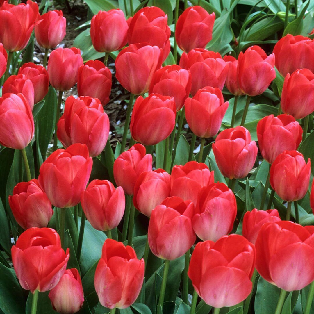 Votaniki Tulip Darwin Hybrid Red Van Eijk Bulbs - Premium Darwin Hybrid ...