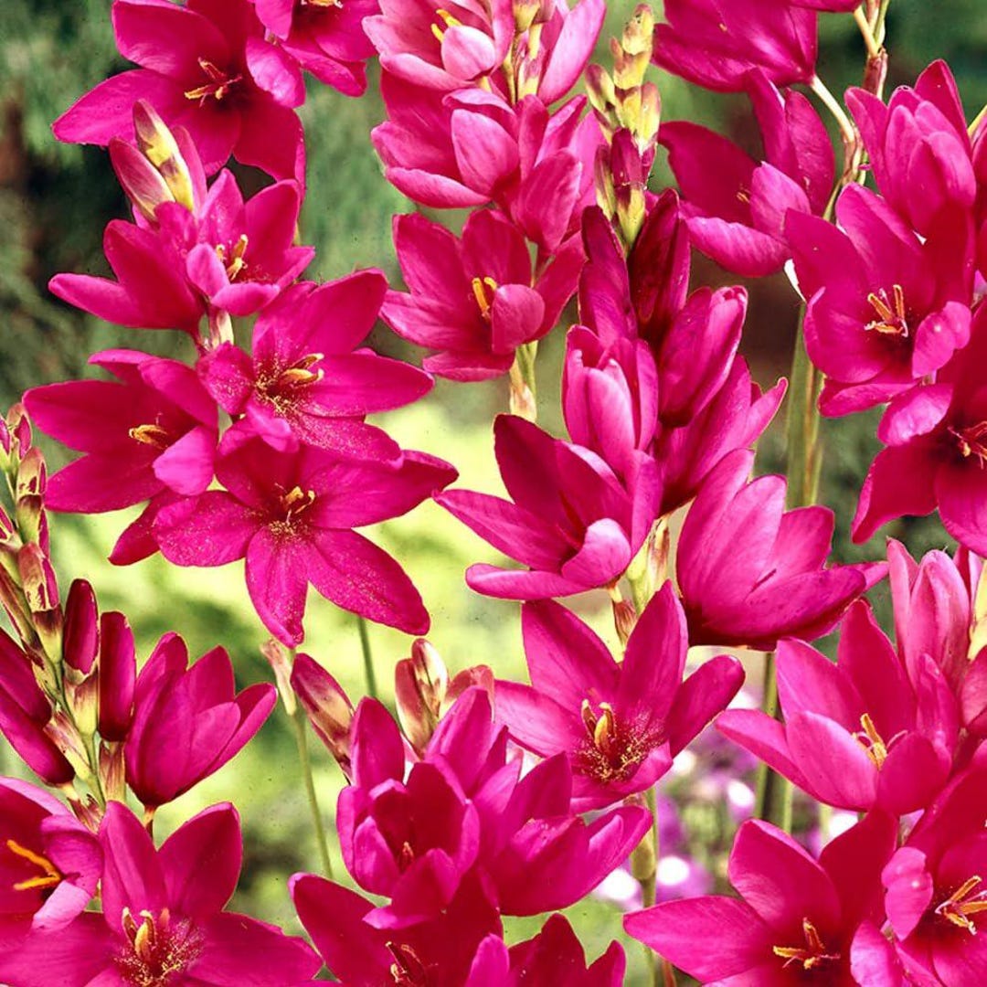 Votaniki Ixia Mabel Bulbs - Hardy Perennial, Vibrant Fragrant Blooms ...