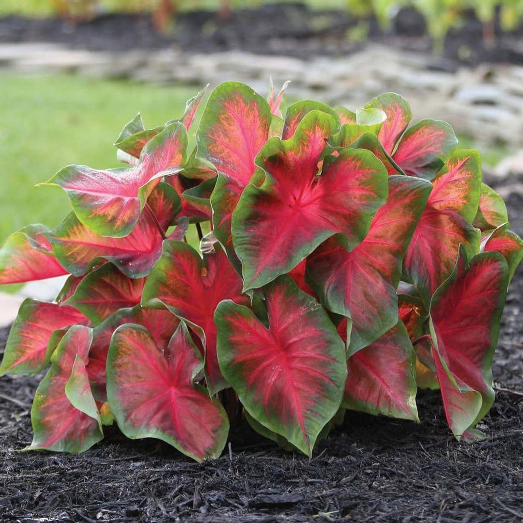 Votaniki Caladium Fancy Postman Joyner (angel Wings) Tubers – Perennial ...
