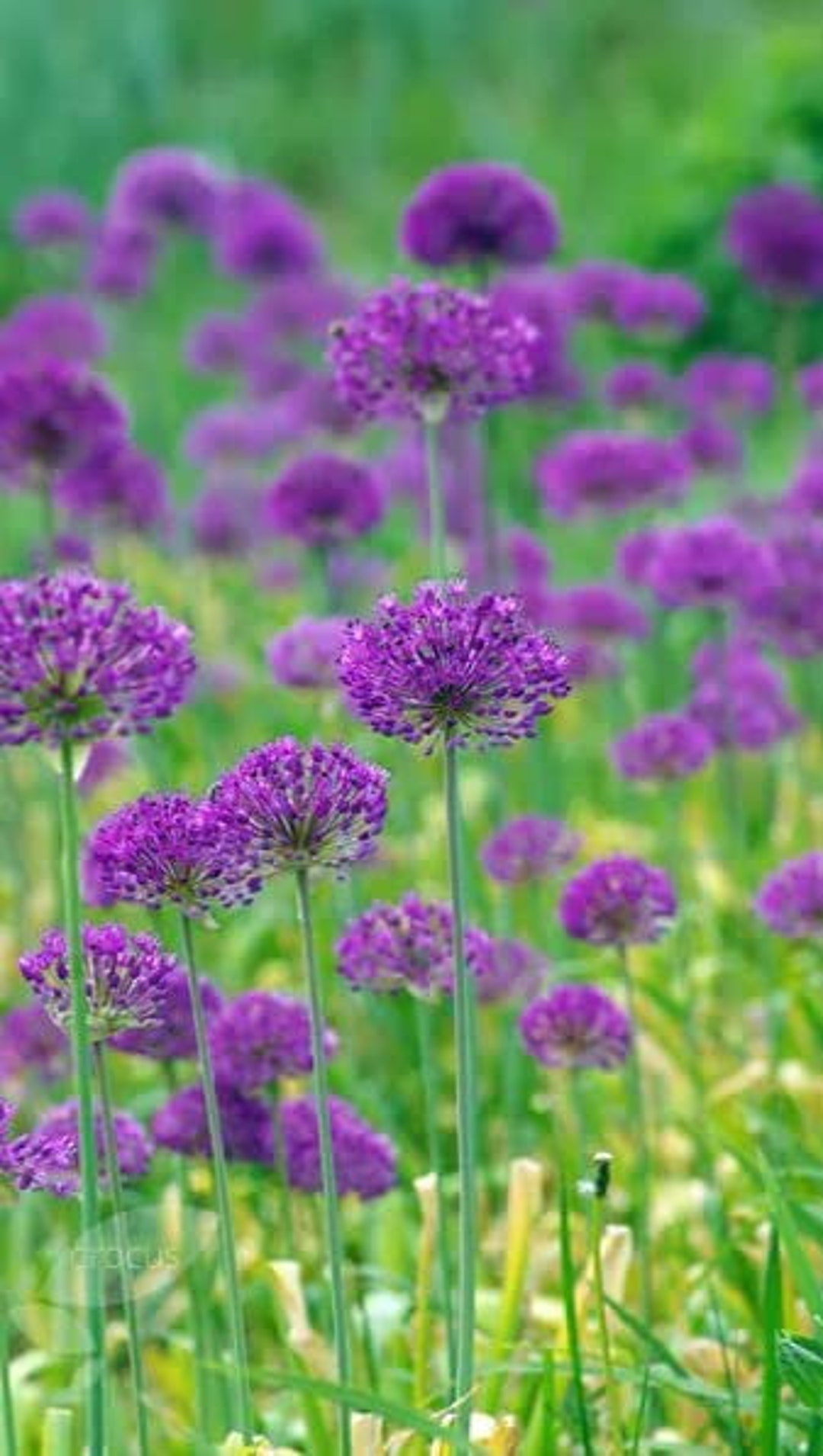 Purple Sensation Allium 20 Bulbs - Deer Resistant and Easy to Grow - Etsy