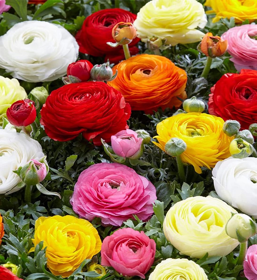 Votaniki Butter Cups Ranunculus Double Blooming Mixed - 12 Largest Size ...